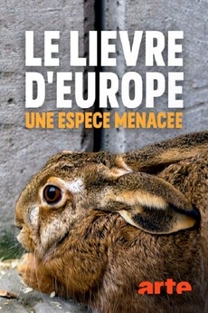 ‎Le lièvre d’Europe une espèce menacée (2018) • Film + cast • Letterboxd