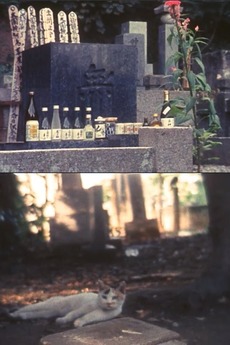 ‎Tokyo, Late Summer (2012) directed by Sean Batton • Film + cast ...