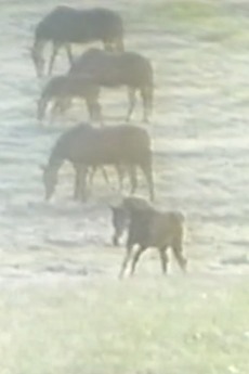 ‎The Secret History (1999) directed by Jennifer Reeder • Reviews, film ...