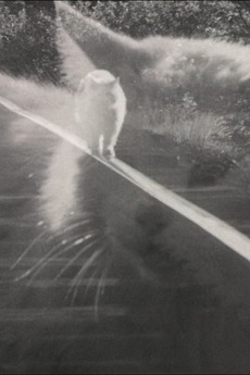 ‎Catwalk (1972) directed by Abbott Meader • Reviews, film + cast ...