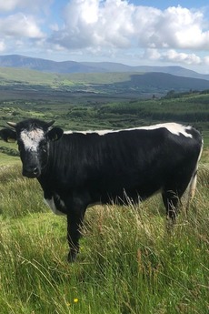 ‎Apocalypse Cow: How Meat Killed the Planet (2020) • Reviews, film ...