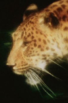 ‎Leopard (2012) directed by Helga Fanderl • Reviews, film + cast ...