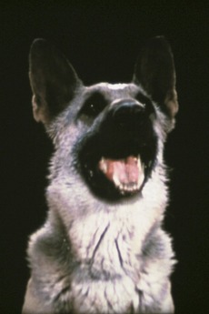 ‎Shane (1975) directed by Jack Goldstein • Reviews, film + cast ...