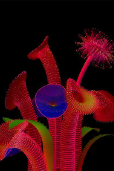 ‎Thalé (2012) directed by Barry Doupé • Reviews, film + cast • Letterboxd