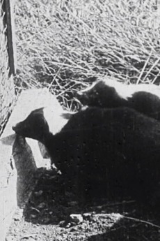 ‎A Long Island Skunk Farm (1914) • Reviews, film + cast • Letterboxd