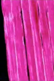 ‎Point and Counterpoint (1960) directed by Cioni Carpi • Reviews, film ...