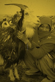 ‎Qurut (2019) directed by Shahrbanoo Sadat • Reviews, film + cast ...