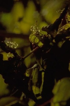 ‎Windswept (2017) directed by Robert Todd • Reviews, film + cast ...