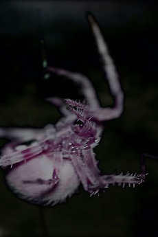 ‎Memby (2020) directed by Rafael C. Parrode • Reviews, film + cast ...
