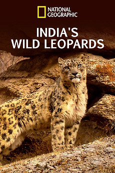 ‎India's Wild Leopards (2020) • Reviews, film + cast • Letterboxd
