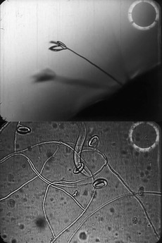 ‎Predacious fungi (1938) directed by Jean Comandon • Film + cast ...