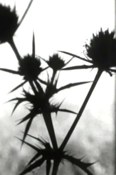 ‎Coda (1970) directed by Massimo Bacigalupo • Film + cast • Letterboxd