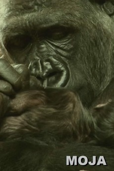 ‎Moja (2016) directed by Veronika Sobková • Film + cast • Letterboxd