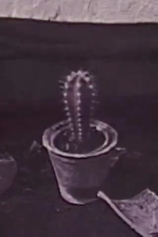 ‎Cactus (1996) directed by Dimitri Lurie • Reviews, film + cast • Letterboxd