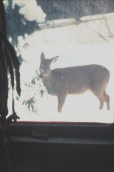 ‎Super 8 Diary - 2000 (2000) directed by Robert Huot • Film + cast • Letterboxd