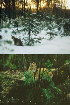 ‎The Story of Ilves (1988) directed by Rein Maran • Film + cast ...