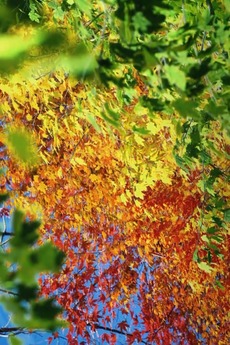 ‎GRADATIONs (2021) directed by Daihei Shibata • Reviews, film + cast ...