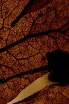 ‎Le Rêve (2021) directed by Peter Conrad Beyer • Reviews, film + cast ...