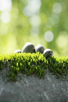 ‎Pebble (2021) directed by Marco Pavanello • Reviews, film + cast ...