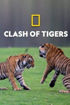 ‎Clash of Tigers (2018) directed by Emma Rigney • Film + cast • Letterboxd
