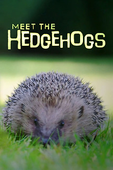 nicolas hedgehog