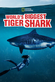 world's largest tiger shark