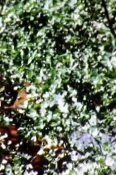 ‎Leaves (1973) directed by Jim Jennings • Reviews, film + cast • Letterboxd