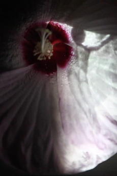 ‎Fleur (2021) directed by Susan DeLeo • Reviews, film + cast • Letterboxd