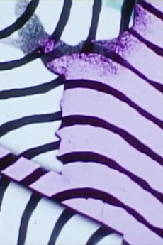 ‎Pattern Impulse (1979) directed by Jean Sousa • Film + cast • Letterboxd