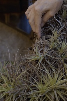 ‎Air Carnations (2021) directed by Catalina Reyes Navarro • Film + cast ...