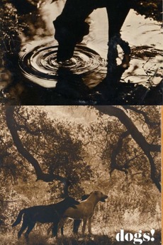 ‎Dogs (1978) directed by Michael D. Murphy • Film + cast • Letterboxd