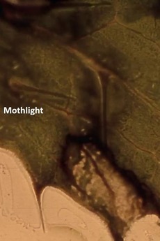 ‎Mothlight (1963) directed by Stan Brakhage • Reviews, film + cast • Letterboxd