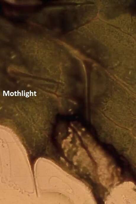 ‎Mothlight (1963) directed by Stan Brakhage • Reviews, film + cast ...