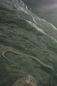‎Zauma (2014) directed by Giuseppe Spina • Film + cast • Letterboxd