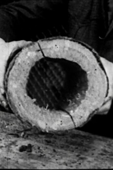 ‎The Bird and Us (2016) directed by Félix Rehm • Film + cast • Letterboxd