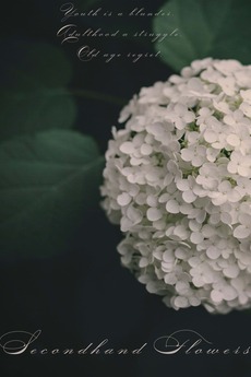 ‎Secondhand Flowers (2021) directed by David McGuff • Reviews, film ...