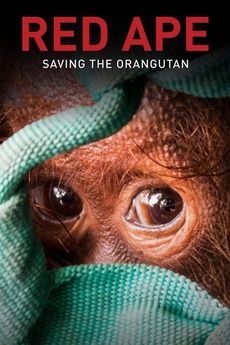 ‎Red Ape: Saving the Orangutan (2018) directed by Rowan Musgrave • Film + cast • Letterboxd