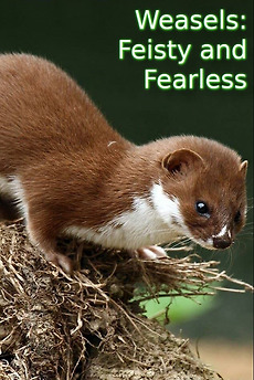 ‎Weasels: Feisty and Fearless (2019) directed by Hannah Ward • Reviews ...