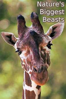 ‎Nature's Biggest Beasts (2018) • Reviews, film + cast • Letterboxd