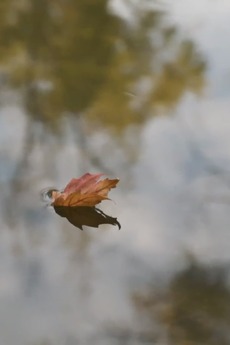 â žforward 2022 Directed By Lina Li â Film Cast â Letterboxd