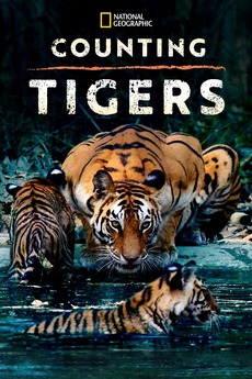 ‎Counting Tigers (2019) directed by Upma Bhatnagar • Film + cast ...