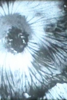 ‎Solarization (2013) directed by Maria Magnusson • Film + cast • Letterboxd