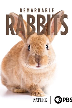 ‎Remarkable Rabbits (2020) directed by Susan Fleming • Reviews, film ...