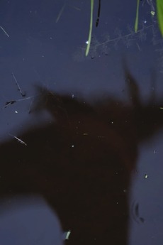 ‎Ditch jumping re-enactment (2022) directed by Bernice Nauta • Film ...