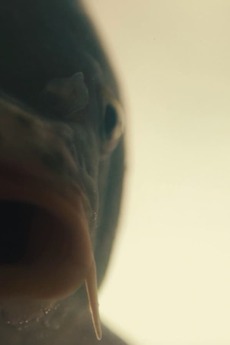 ‎Fish (2016) • Film + cast • Letterboxd