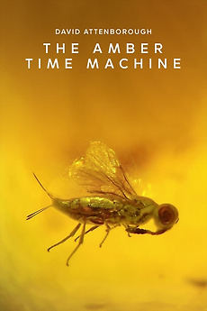 ‎The Amber Time Machine (2004) • Reviews, film + cast • Letterboxd