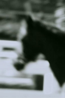 ‎Untitled (Horse) directed by Rajee Samarasinghe • Film + cast • Letterboxd