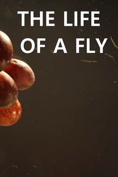 ‎The Life of a Fly (2019) directed by Perran Ross • Film + cast ...