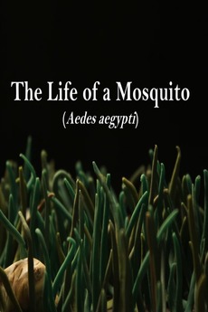 ‎The Life of a Mosquito (2020) directed by Perran Ross • Film + cast ...