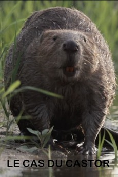 ‎Le cas du castor (2018) directed by Anthony Bailey • Film + cast ...